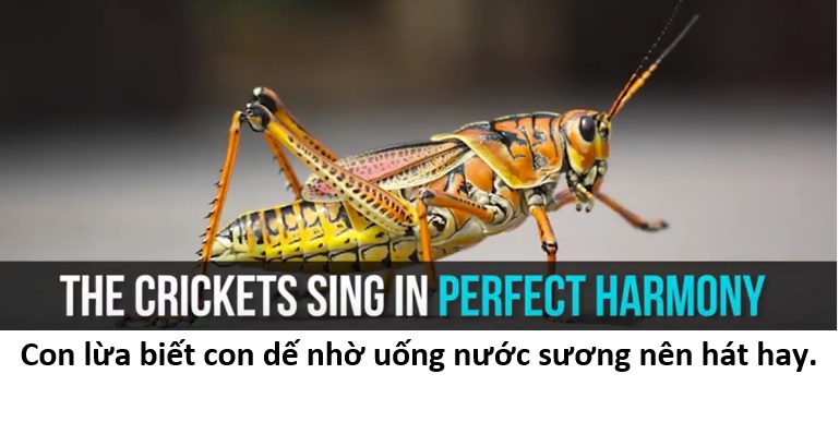 Trèo cao ngã đau – Pride will have a fall – Song ngữ - Buddha Lessons